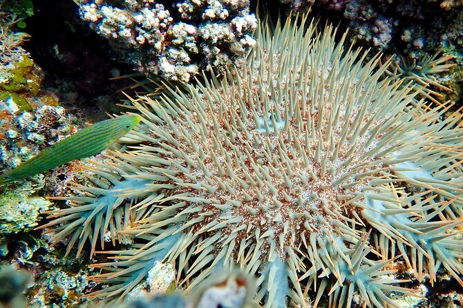 Fijis Best Dolphins tour and Snorkeling Adventure - Is This Tour Worth the Price?