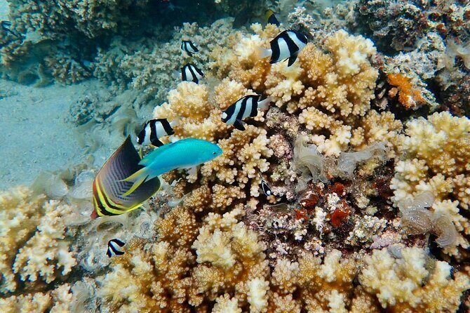 Fijis Best Dolphins tour and Snorkeling Adventure - Final Thoughts