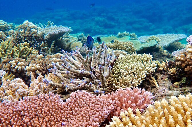 Fijis Best Dolphins tour and Snorkeling Adventure - FAQ