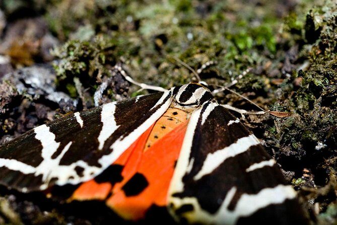 Filerimos Hill & Butterflies Valley Adventure! - A Closer Look at the Tour Itinerary