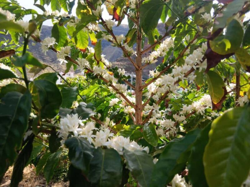 Finca Los Castaños: Agaete Valley Coffee Tour & Tasting - Exploring Finca Los Castaños: What You Can Expect  