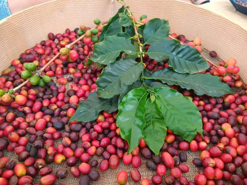 Finca Los Castaños: Agaete Valley Coffee Tour & Tasting - Final Thoughts: Is This Tour for You?  