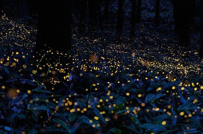 Firefly Sanctuary Tour in Puebla - Authenticity and Practical Tips