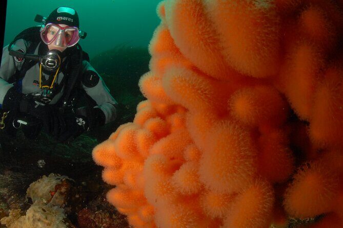 First Time Diver Scuba Experience - Who Should Consider This Tour?