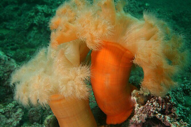 First Time Diver Scuba Experience - Final Thoughts: Is It Worth It?