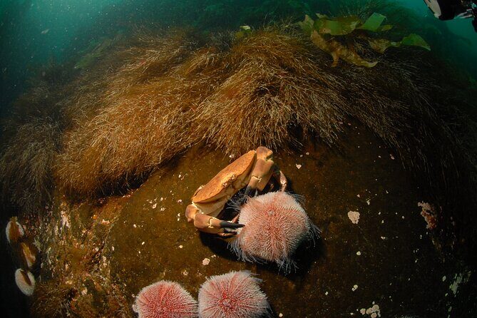 First Time Diver Scuba Experience - FAQ