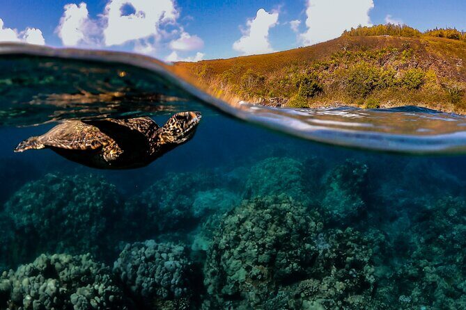 First Timers and Non-Swimmers Snorkeling Experience in Wailea - Key Points