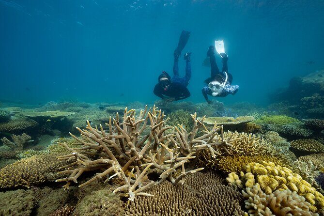 Fitzroy Island Day Trip 11am to 5pm Ferry INC Snorkel Equipment - Key Points