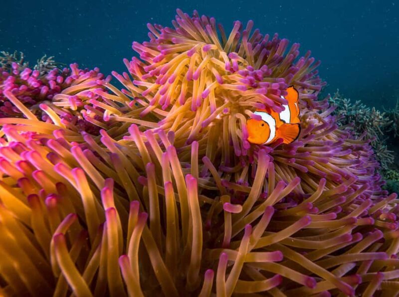 Fitzroy Island: Full-Day Ferry & Snorkel Safari Guided Tour - Who Is This Tour Best For?