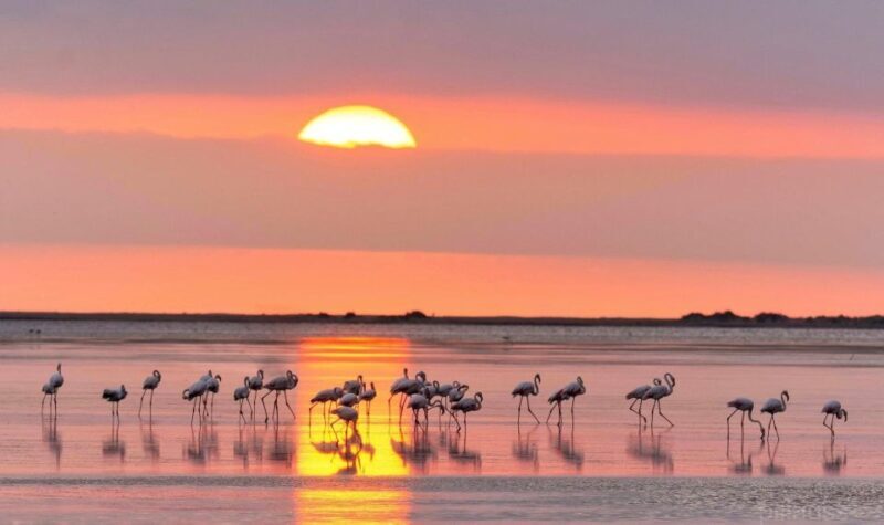 Flamingo-Birdwatching in the Ebro Delta at Sunset - What to Expect from the Flamingo-Birdwatching Tour