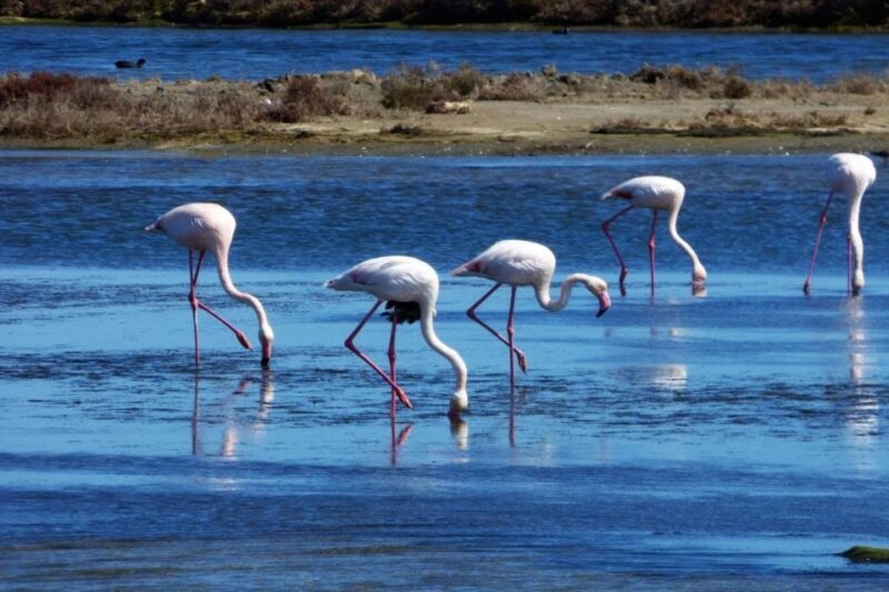 Flamingo-Birdwatching in the Ebro Delta at Sunset - The Value of This Tour