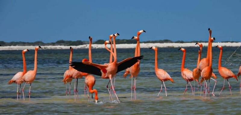 flamingo tour in Rio Lagartos, Yucatan 3 hours - Key Points