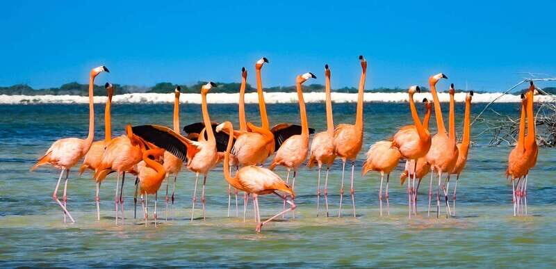 flamingo tour in Rio Lagartos, Yucatan 3 hours - What Makes This Tour Special?
