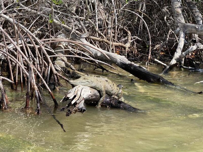 flamingo tour in Rio Lagartos, Yucatan 3 hours - Final Thoughts: Who Should Consider This Tour?