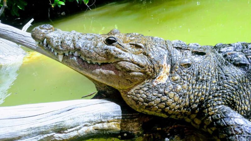 Flamingo tour Rio Lagartos, Yucatan 2 hours - Key Points