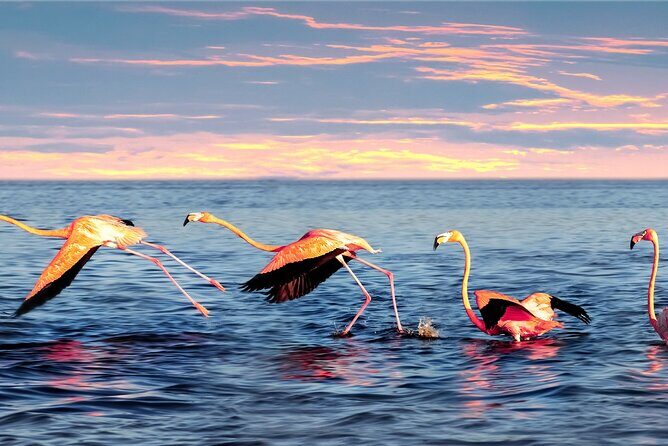 Flamingo Watching Private Tour in Celestun Biosphere Reserve - The Sum Up