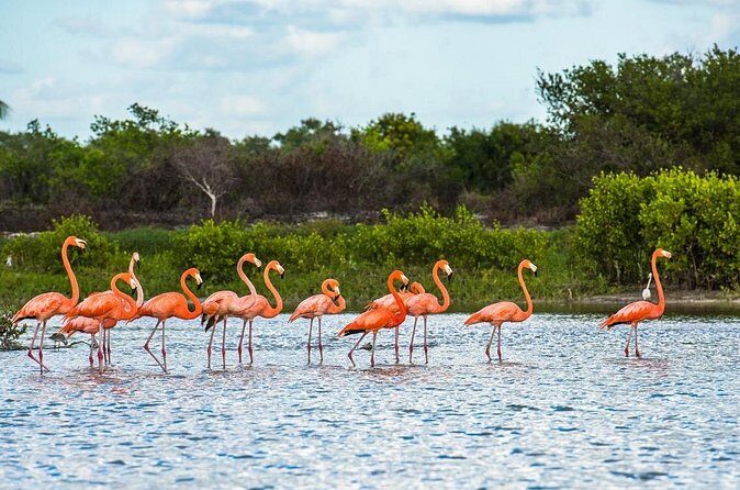 Flamingo Watching Private Tour in Celestun Biosphere Reserve - FAQ