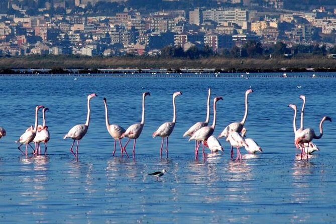 Flamingos Sightseeing Segway Tour - The Experience: What to Expect from the Flamingos Segway Tour