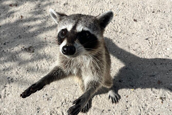 Flavors of Cozumel-exploration of the island with shore snorkeling - Final Thoughts