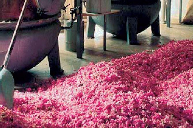 Flavors & Tastes of Provence , Shared & Guided 1/2 Day from Nice - What the Reviews Tell Us