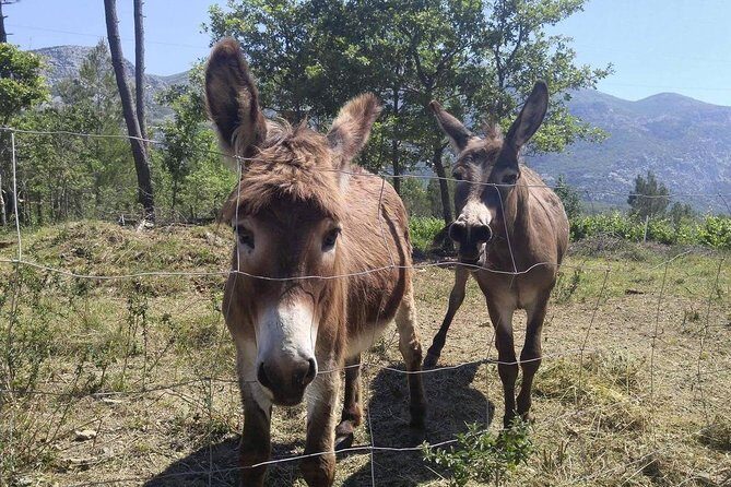 Flavours of Konavle: Wine, Food & Village Life Experience - Practical Aspects of the Tour