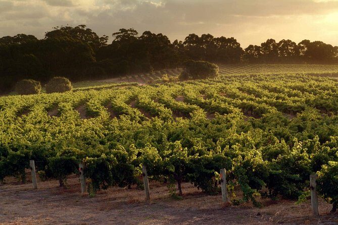 Flight to Leeuwin Winery for Lunch - Final Thoughts: Is the Flight to Leeuwin Winery for Lunch Worth It?