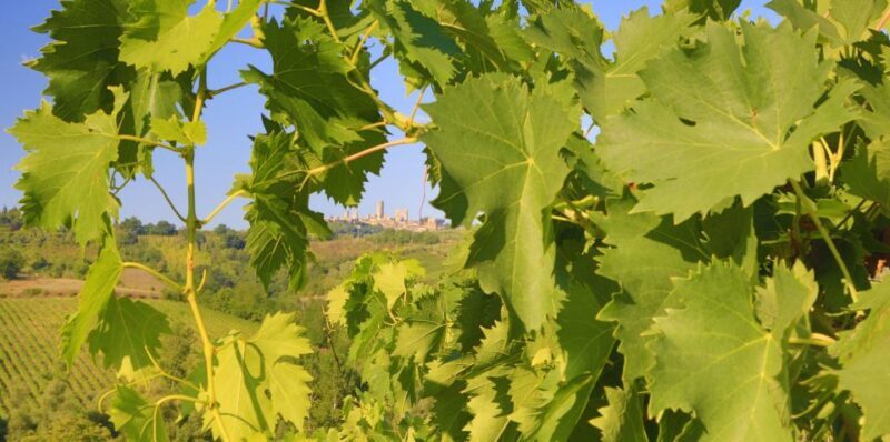 Florence: Chianti Villages, San Gimignano and Winery Tour - Who Will Love This Tour?