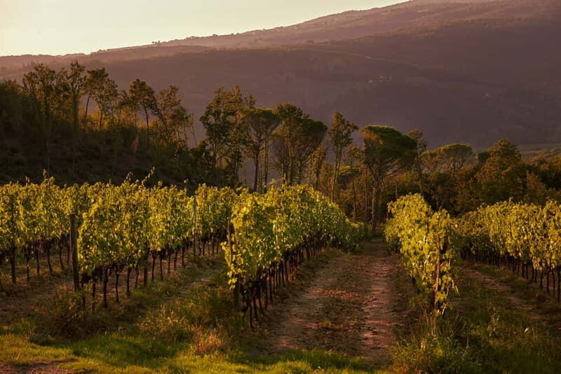Florence Hills : Winery Tour 18 km from Florence - Key Points