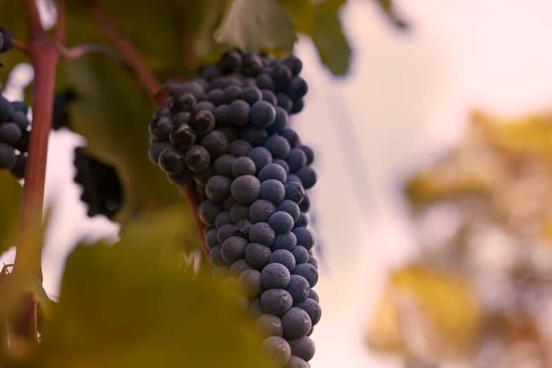 Florence Hills : Winery Tour 18 km from Florence - A Detailed Look at the Experience