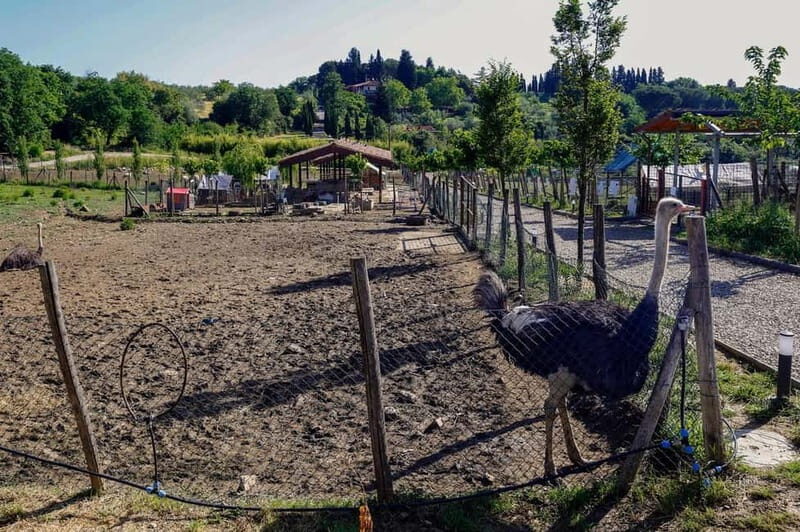 Florence: Private Horseback Ride with Tuscan Lunch or Dinner - The Meal: Authentic and Satisfying