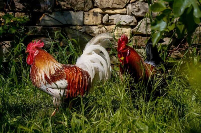 Florence: Private Horseback Ride with Wine Aperitivo - An In-Depth Look at the Experience