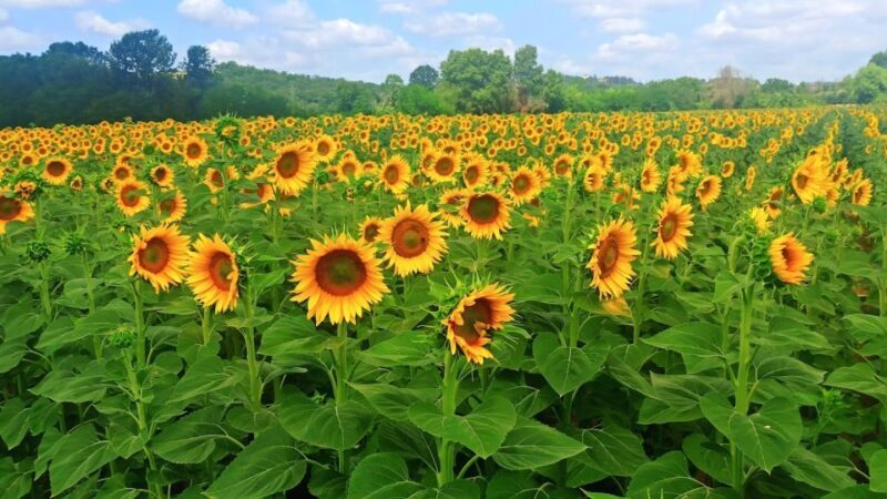 Florence: Volterra & San Gimignano Wine Tour with Lunch - An In-Depth Look at the Tour Experience