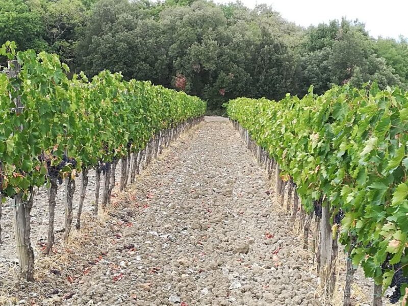 Florence: Volterra & San Gimignano Wine Tour with Lunch - Final Words