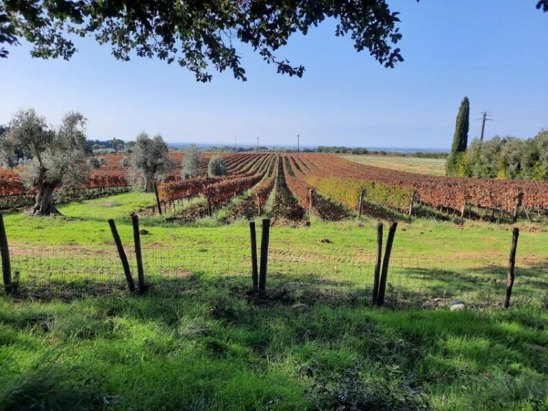 Florence Wine Tour with Traditional Lunch, Private Winery - The Sum Up