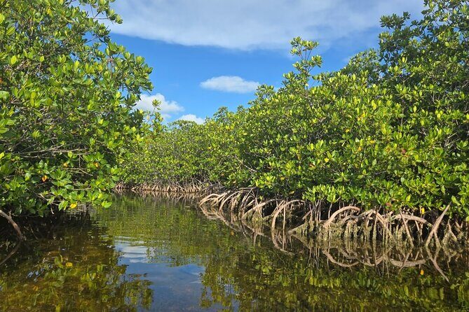 Florida Keys Kayak And Paddleboard Rentals - Exploring the Florida Keys via Kayak and Paddleboard: An Honest Review