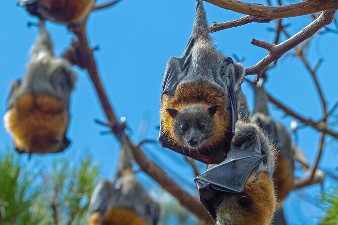 Flying Fox Experience, Thousands of Australia's Largest Bat - Key Points
