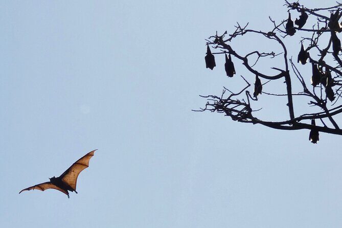 Flying Fox Experience, Thousands of Australia's Largest Bat - The Value for Money