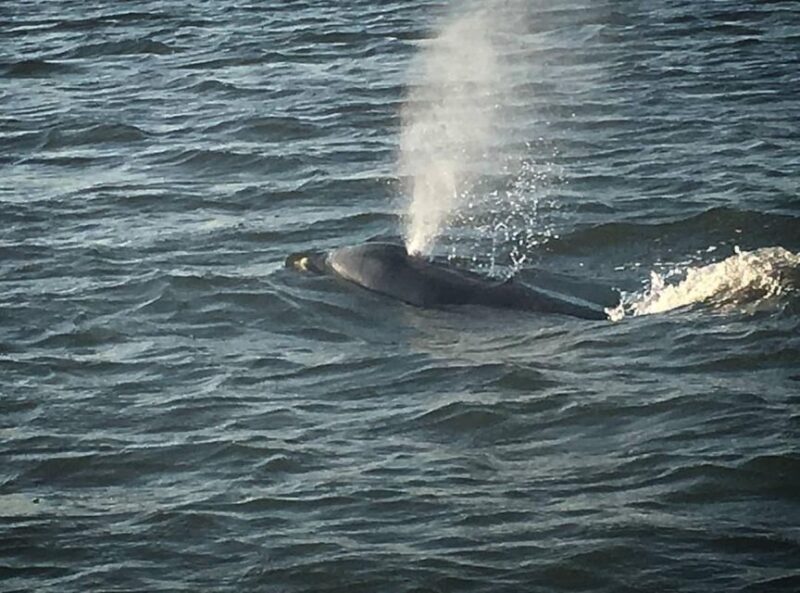 Folly Beach: Sunset Dolphin Boat Tour to Morris Island - A Complete Look at the Sunset Dolphin Boat Tour Experience