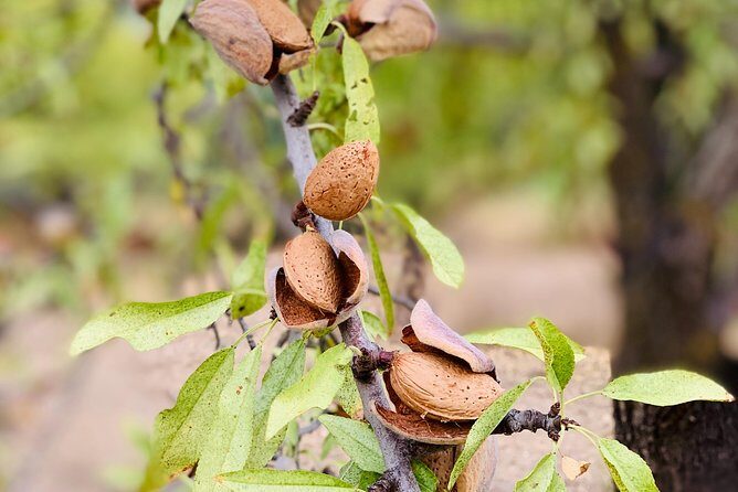 Food Experience at our Farm in Noto Hills - Key Points