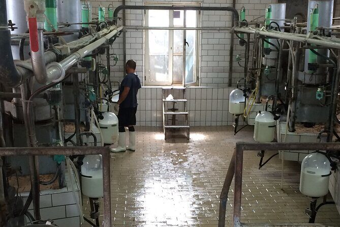 Food gastronomic tour - An Inside Look at the Tour Experience