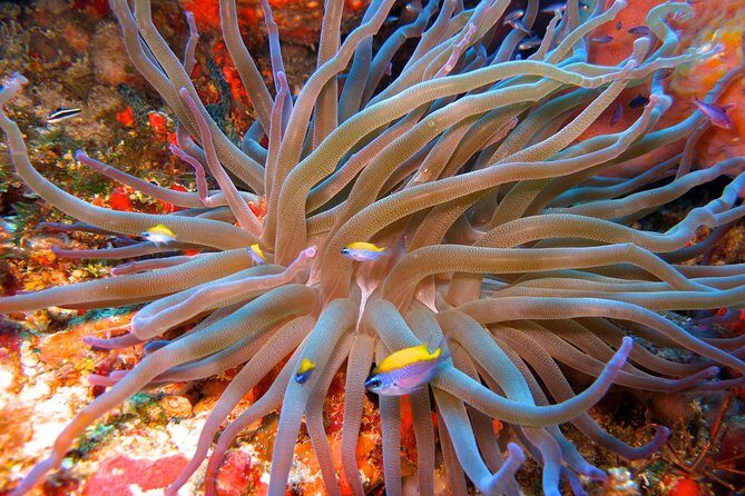 For certified Divers Experience the Under Water Museum and the Manchones Reef - FAQ