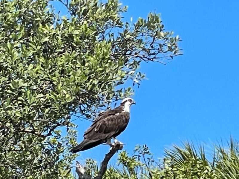 Fort Pierce: Prehistoric Preserve Kayak Tour - Final Thoughts