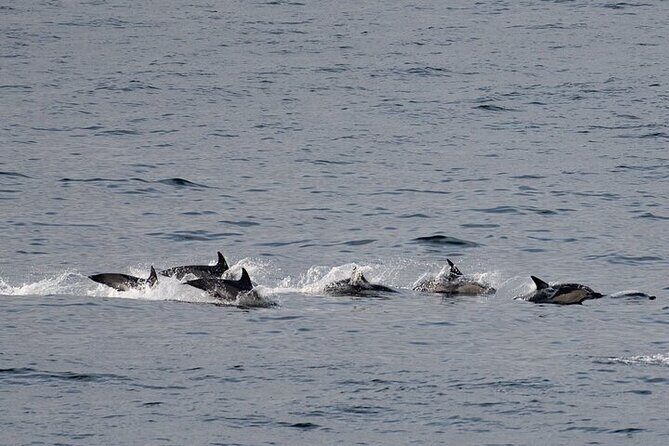 Fort William Seal Island Cruise - Frequently Asked Questions