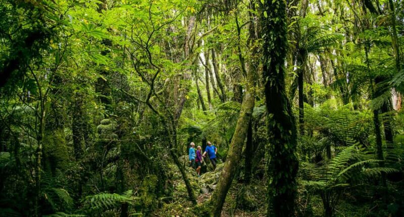 Fox Glacier: Half Day Walking & Nature Tour with Local Guide - The Food and Rest Breaks