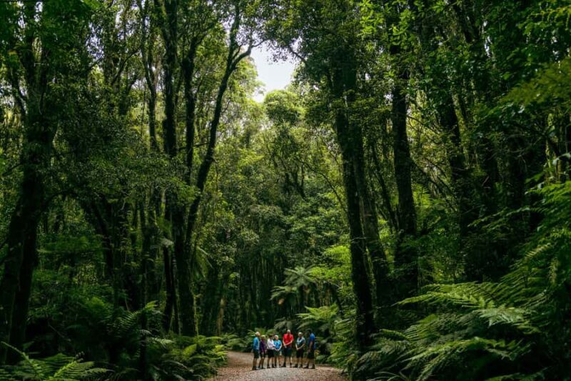 Fox Glacier: Half Day Walking & Nature Tour with Local Guide - Group Size and Comfort