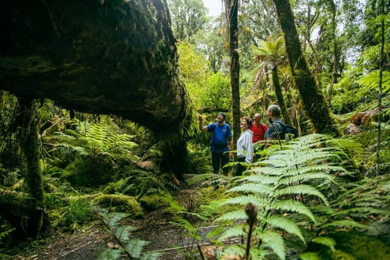 Fox Glacier: Half Day Walking & Nature Tour with Local Guide - Authenticity & Value
