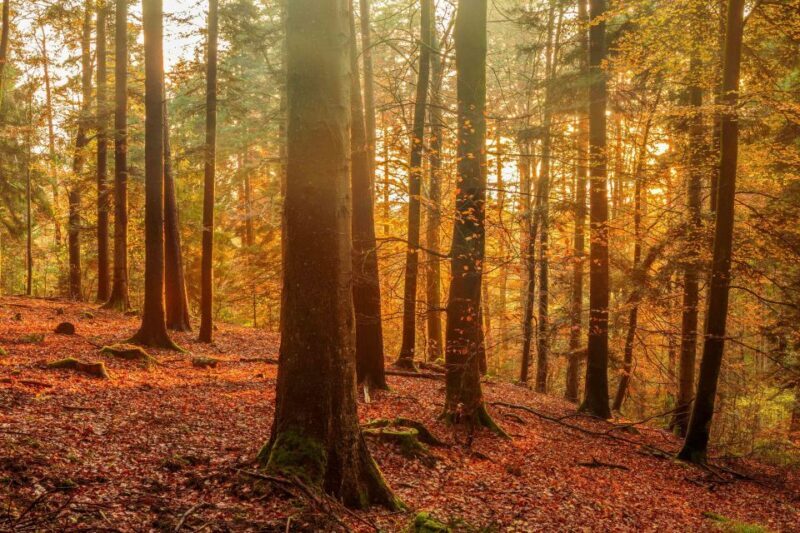 Frankfurt: Baden-Baden, Black Forest, Strasbourg Guided Tour - Final Thoughts