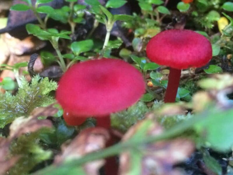 Franz Josef: Franz Josef Glacier Lookout Guided Walk - Final Thoughts: Who Will Love This Experience?