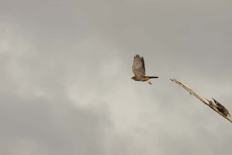 Franz Josef: Franz Josef Glacier Lookout Guided Walk - FAQ About the Franz Josef Glacier Lookout Guided Walk