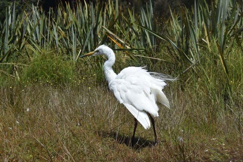 Franz Josef Glacier: 2-Hour Scenic Lake Mapourika Cruise - Who Would Love This Experience?